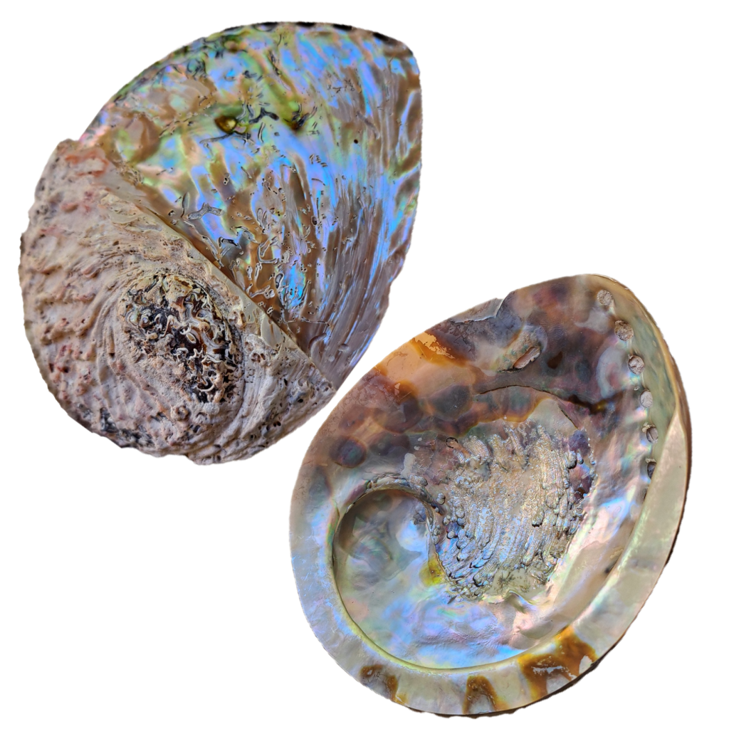Concha Abalone Branca Meio Polida 14-16 cm - Templo de Buda