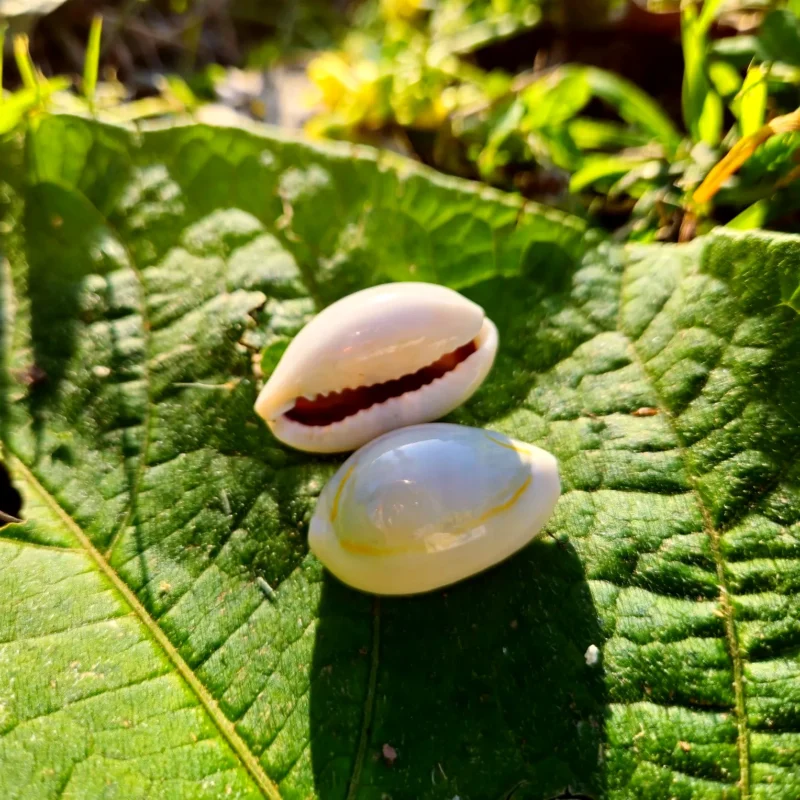 Buzio Cypraea Annulus Natural - Tempel des Buddha